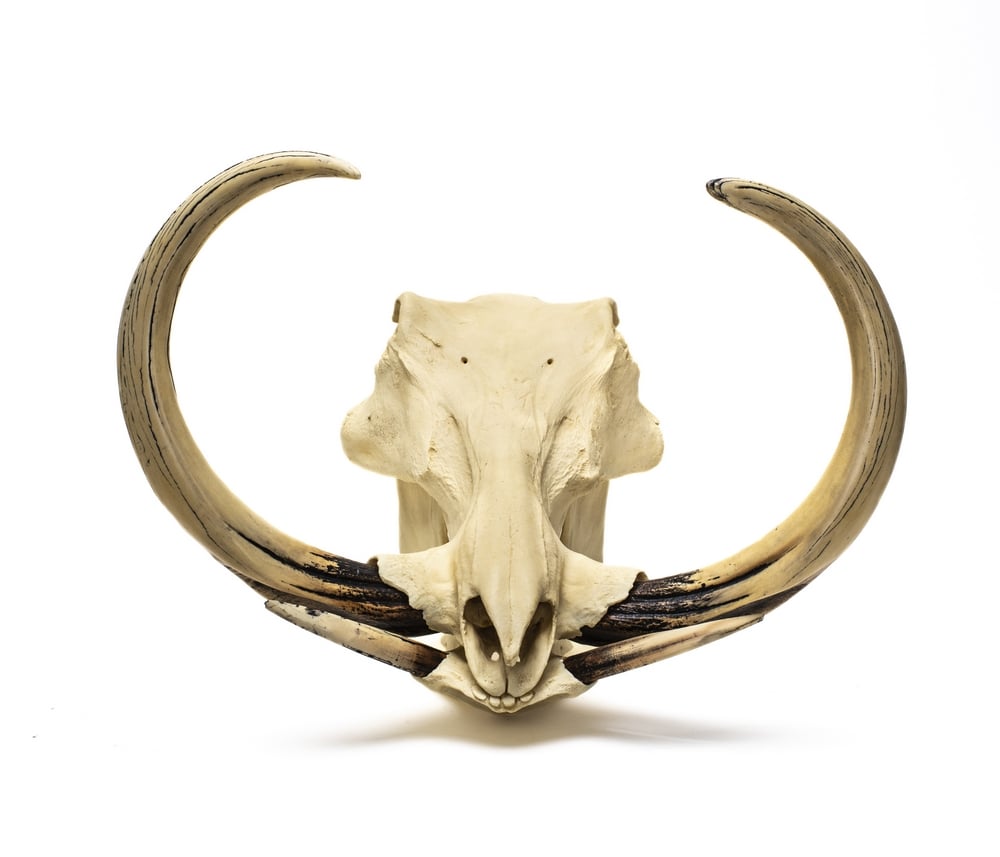 Warthog Skull Replica