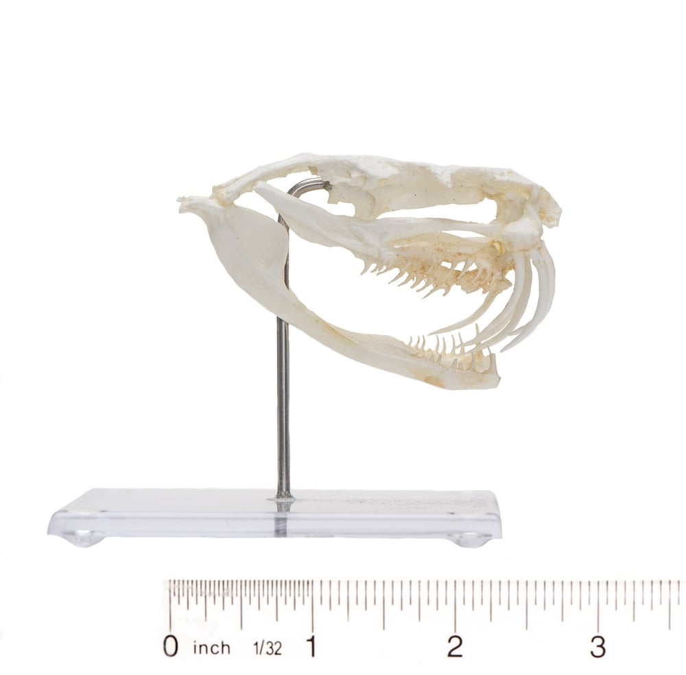 Rattlesnake Skull Replica (Western Diamondback)