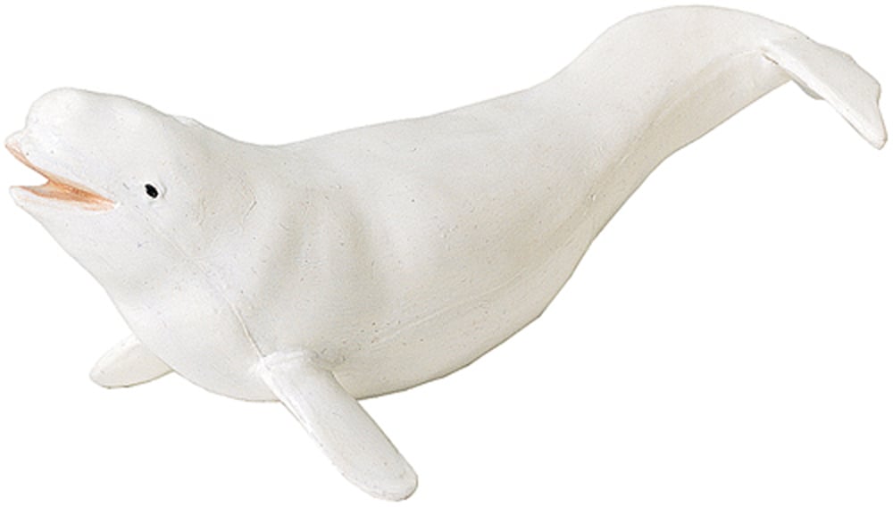 Beluga Whale Model