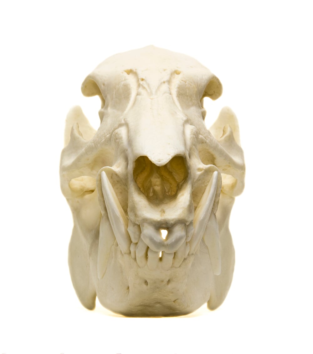 Javelina Skull Replica
