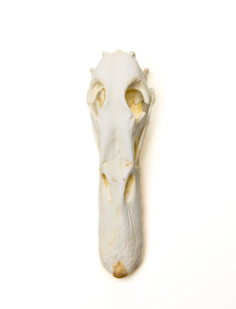 Domestic Duck Skull Replica
