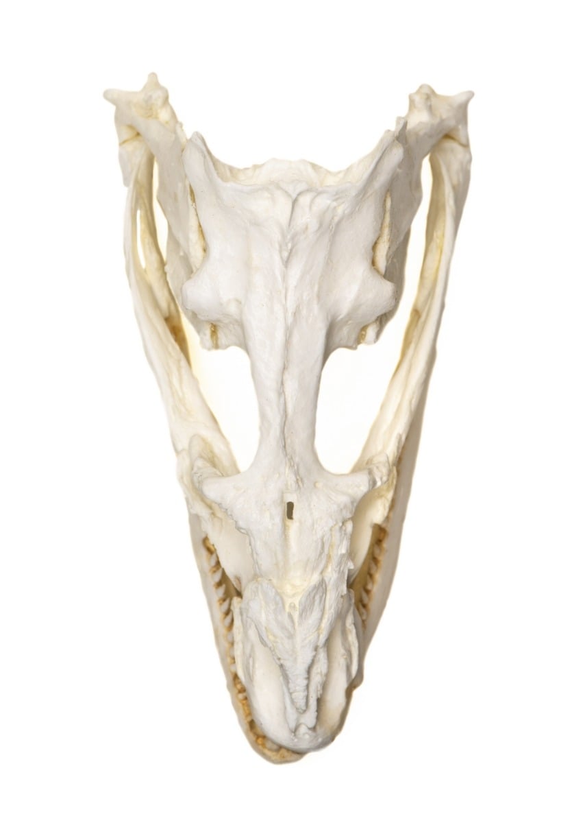 Moray Eel Skull Replica