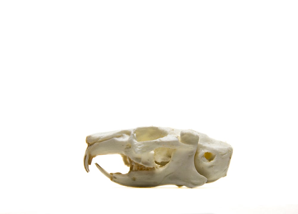 American Pika Skull Replica