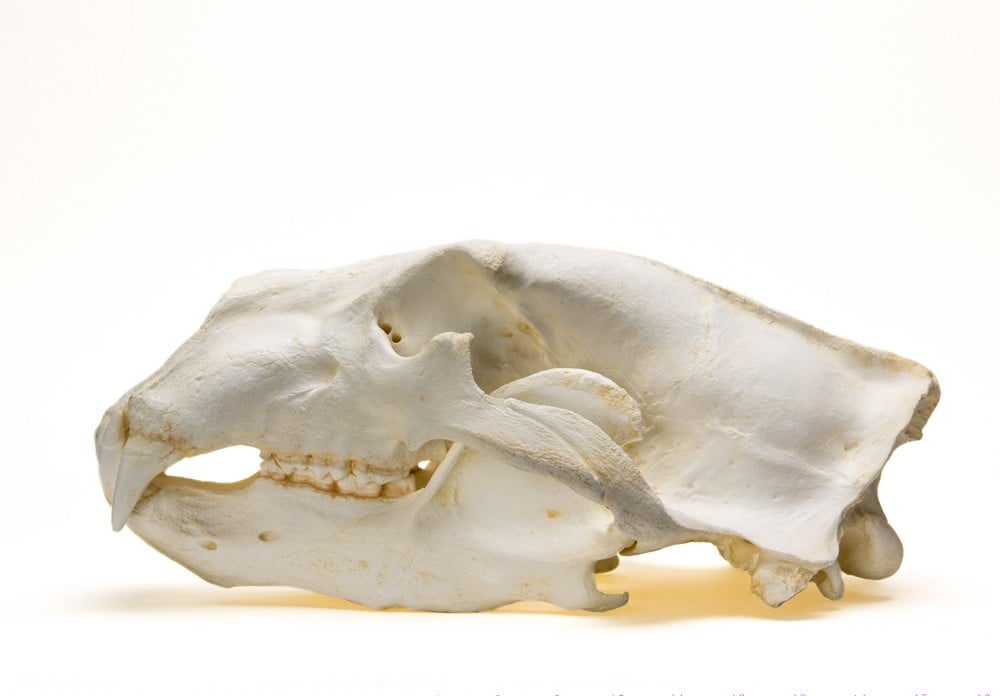 Polar Bear Replica Skull