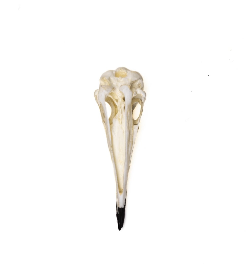 Roadrunner Skull Replica