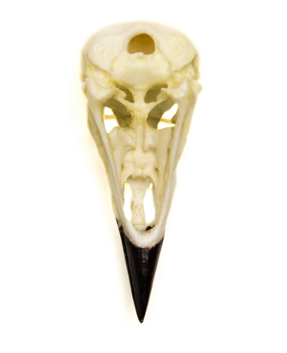 Blue Jay Skull Replica