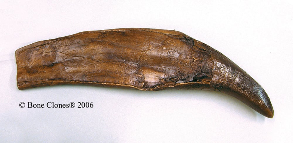 Tyrannosaurus Rex Tooth Replica