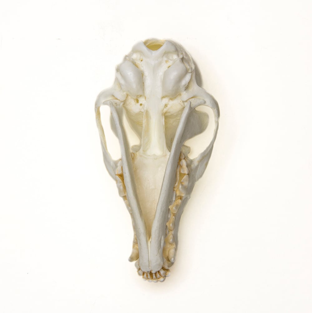 Arctic Fox Skull Replica