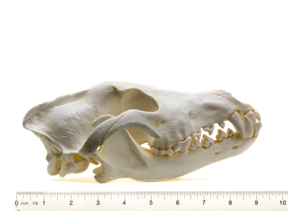 American Gray Wolf Skull Replica