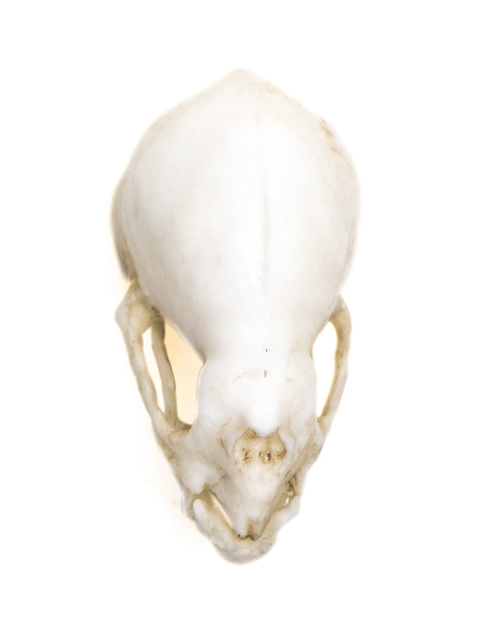 Vampire Bat Skull Replica