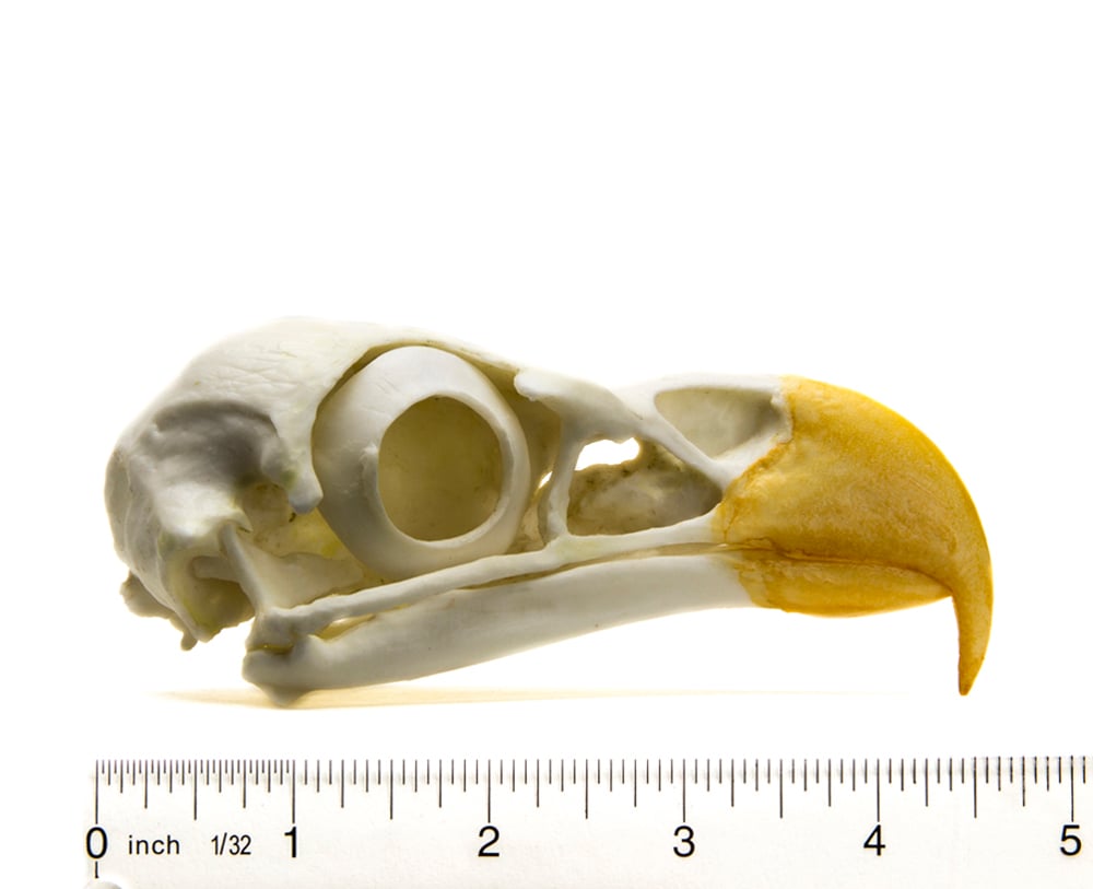 Bald Eagle Skull Replica