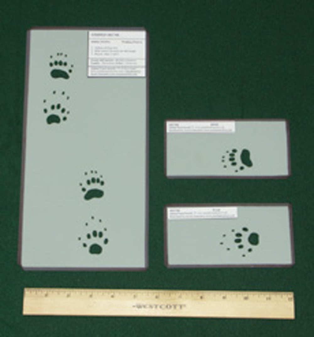 Striped Skunk Tracking Stencils