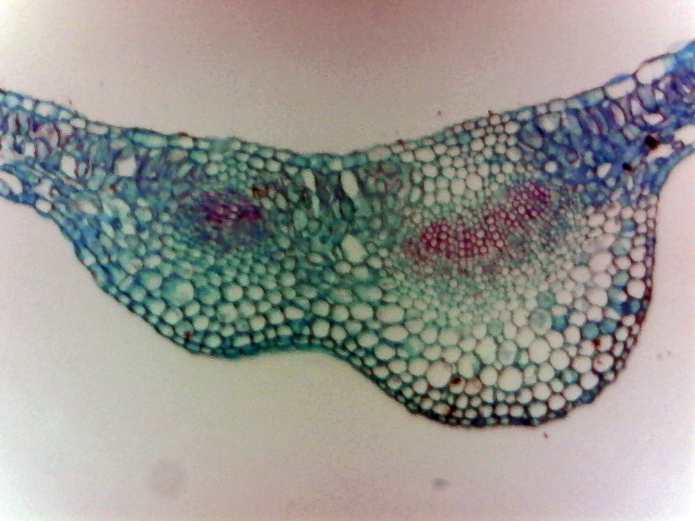 Lilac Leaf Prepared Microscope Slide