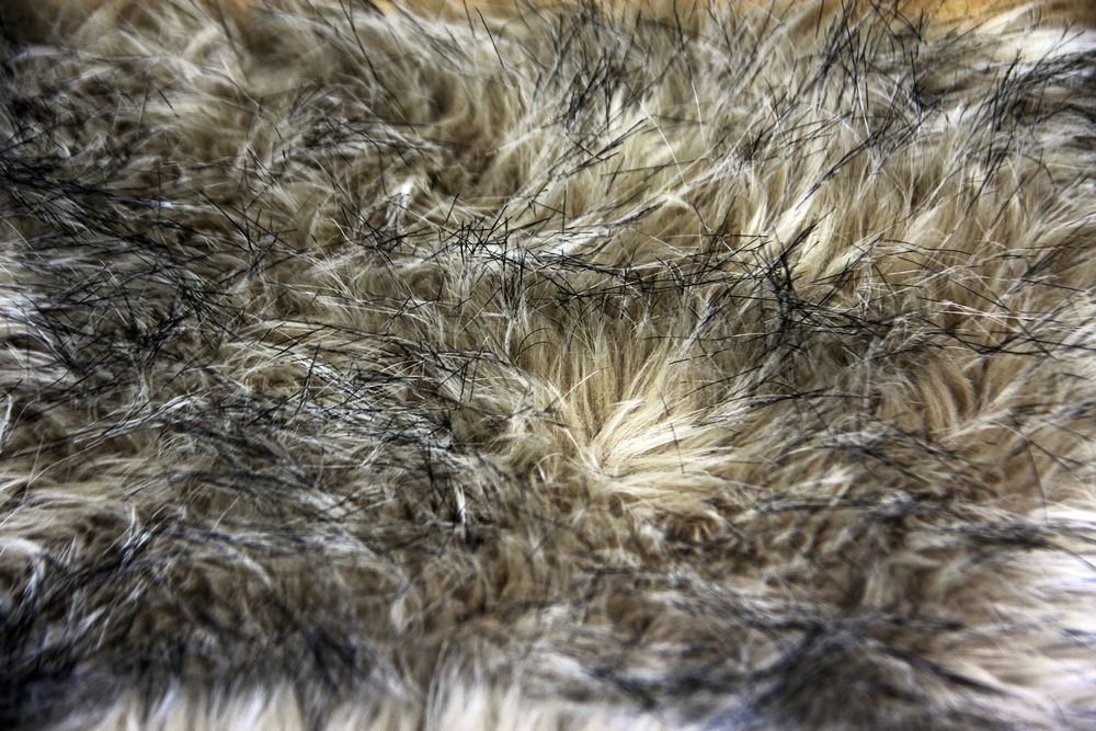 Blonde Phase Black Bear - Boxed (Replica)