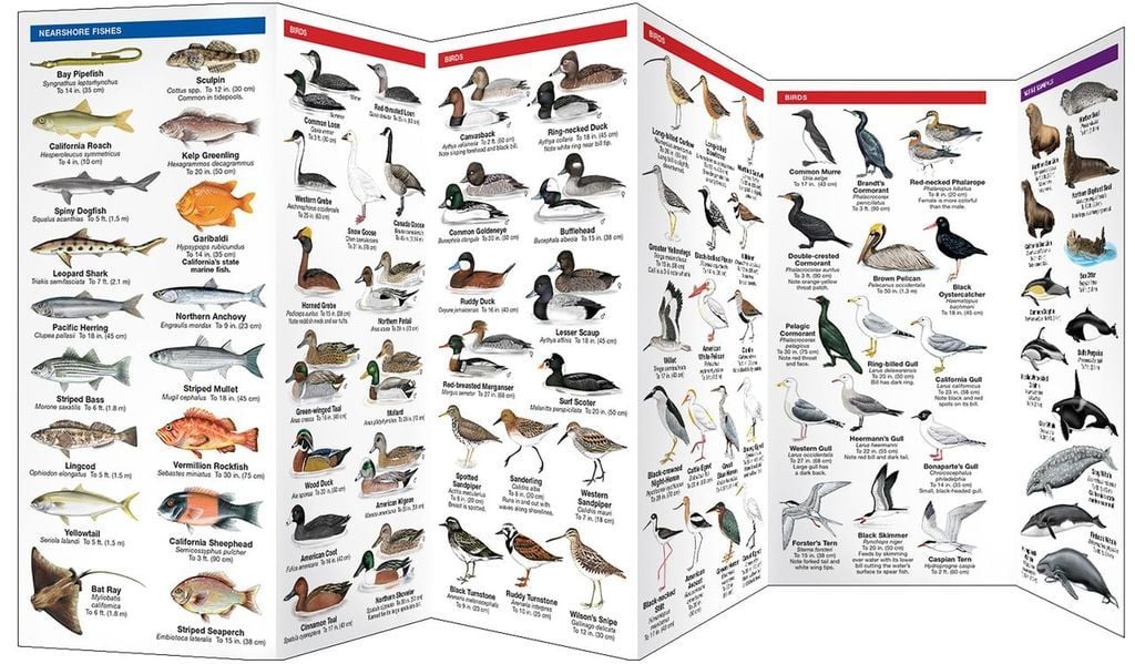 California Seashore Life, 2nd Edition (Pocket Naturalist® Guide)