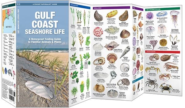 Gulf Coast Seashore Life, 2nd Edition (Pocket Naturalist® Guide)