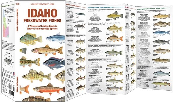 Idaho Freshwater Fishes (Pocket Naturalist® Guide)