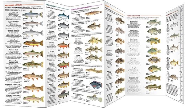 Idaho Freshwater Fishes (Pocket Naturalist® Guide)