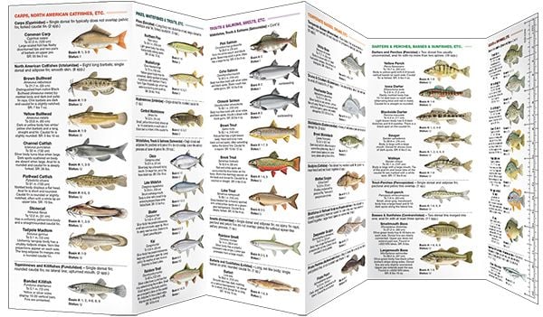 Minnesota Freshwater Fishes (Pocket Naturalist® Guide)