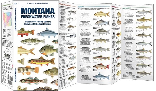 Montana Freshwater Fishes (Pocket Naturalist® Guide)