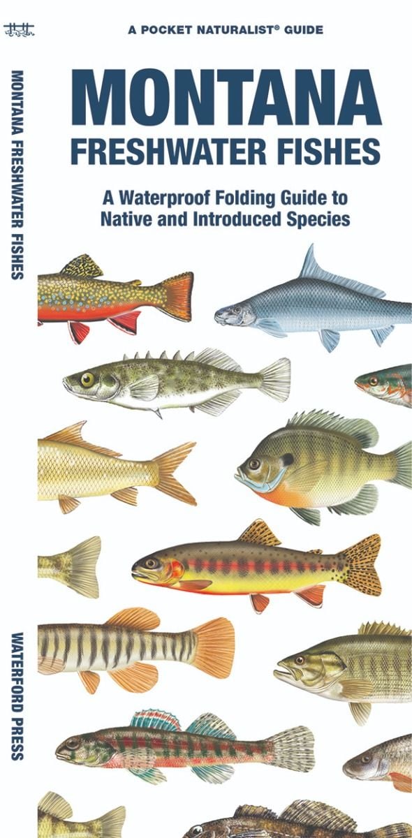 Montana Freshwater Fishes (Pocket Naturalist® Guide)