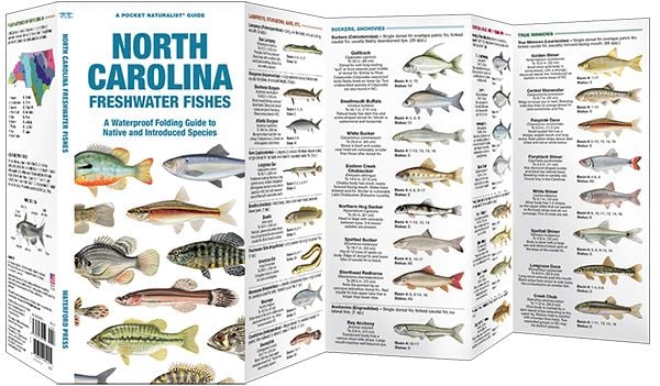 North Carolina Freshwater Fishes (Pocket Naturalist® Guide)