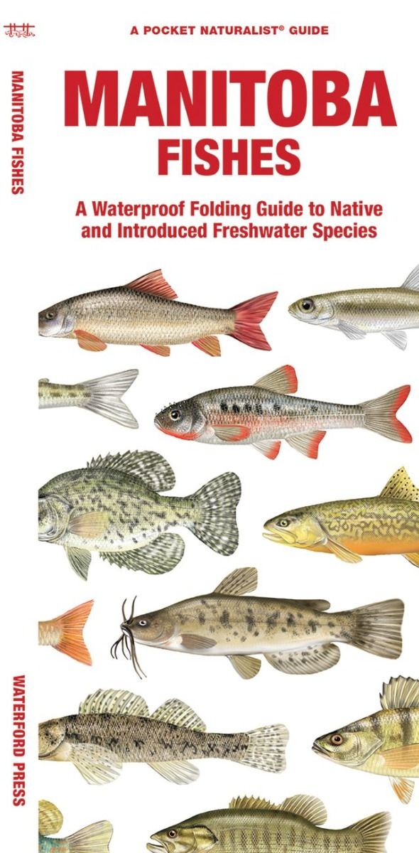 Manitoba Fishes (Pocket Naturalist® Guide)