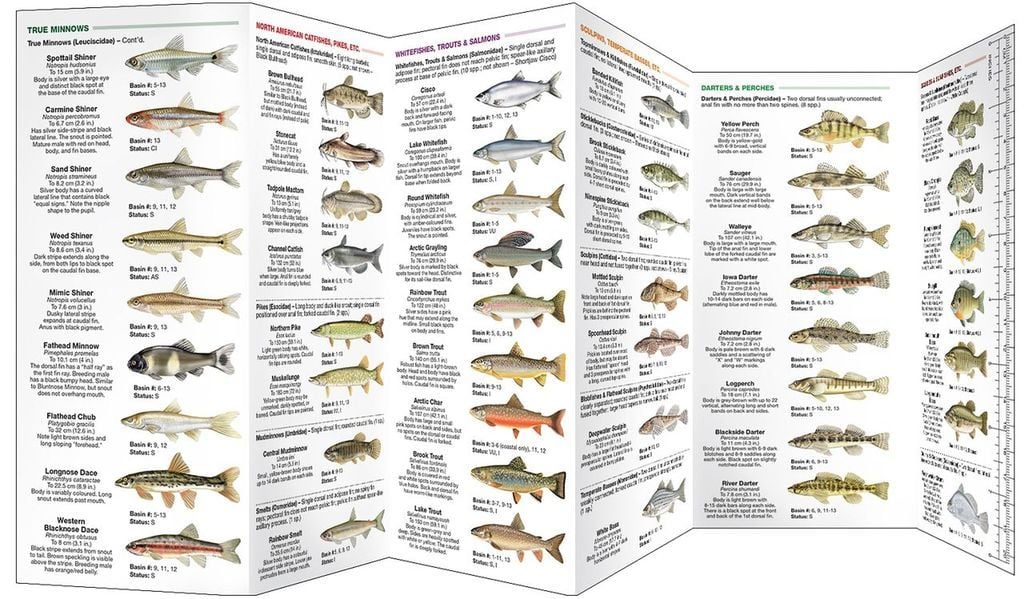 Manitoba Fishes (Pocket Naturalist® Guide)