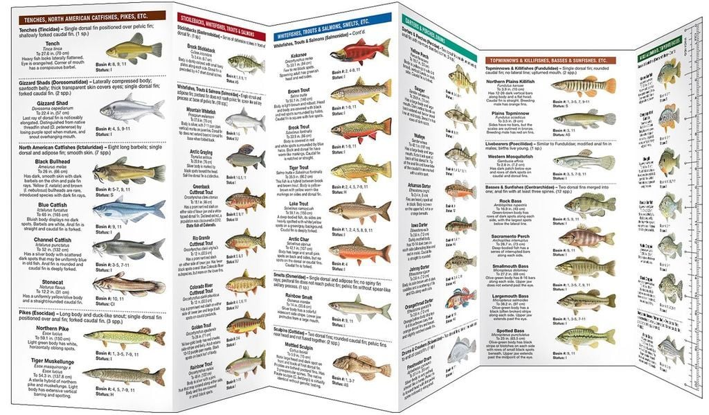 Colorado Freshwater Fishes (Pocket Naturalist® Guide)