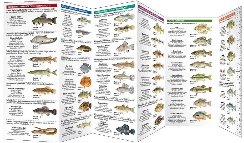 Florida Freshwater Fishes (Pocket Naturalist® Guide)