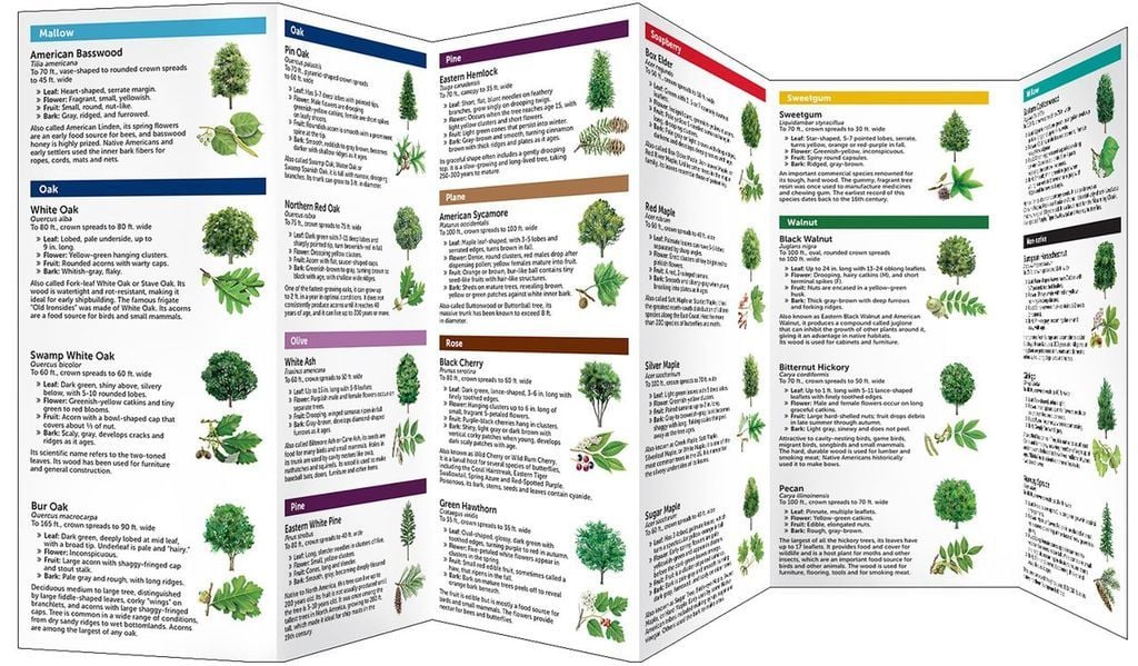 Indianapolis Trees (Pocket Naturalist® Guide)