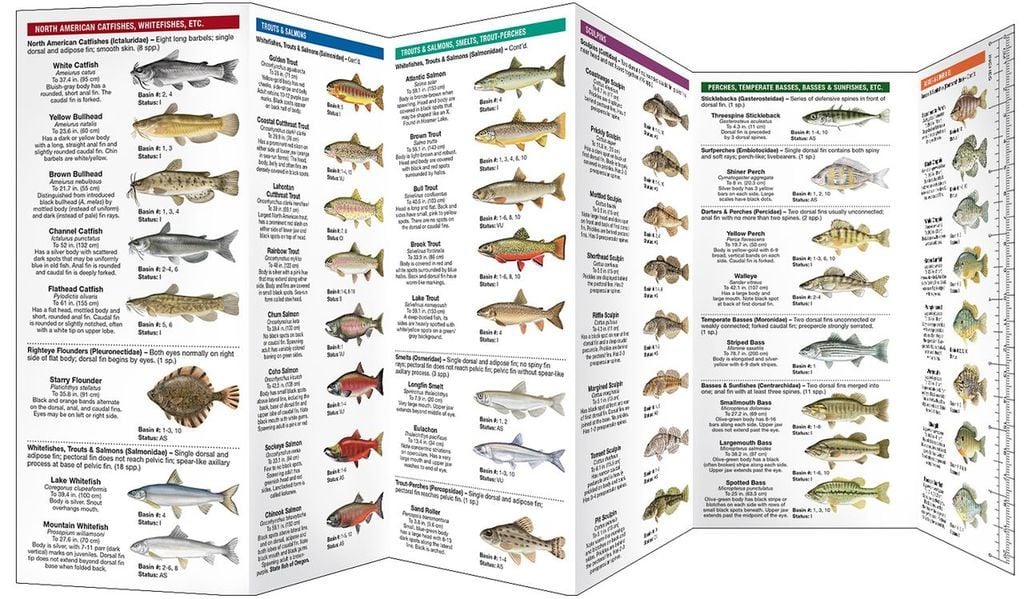 Oregon Freshwater Fishes (Pocket Naturalist® Guide)