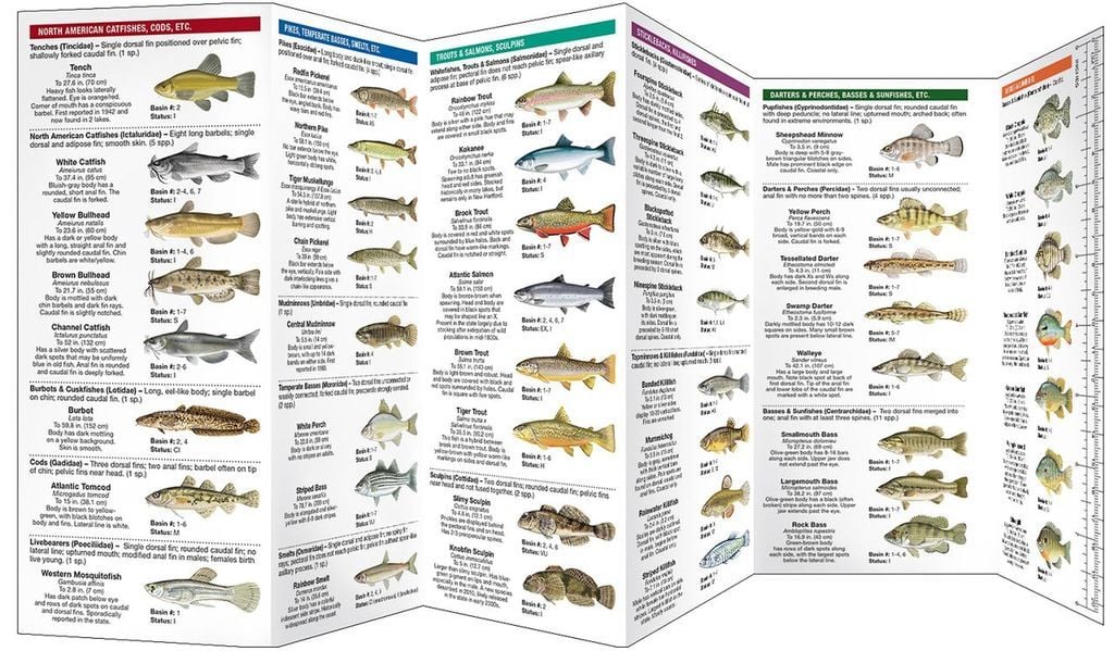 Connecticut Freshwater Fishes (Pocket Naturalist® Guide)