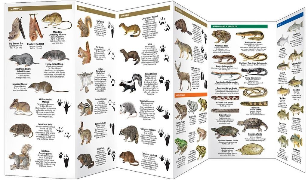 Cuyahoga Valley National Park Wildlife (Pocket Naturalist® Guide)