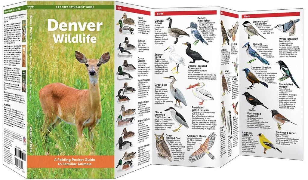 Denver Wildlife (Pocket Naturalist® Guide)
