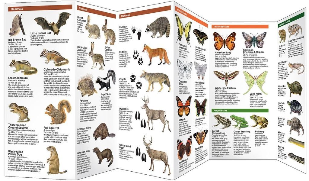 Denver Wildlife (Pocket Naturalist® Guide)
