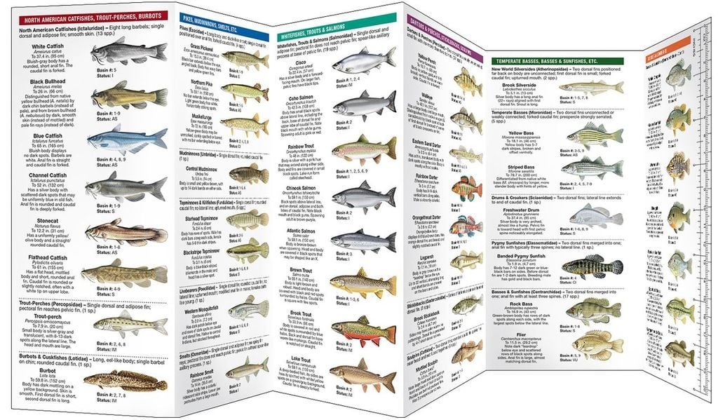 Indiana Freshwater Fishes (Pocket Naturalist® Guide)