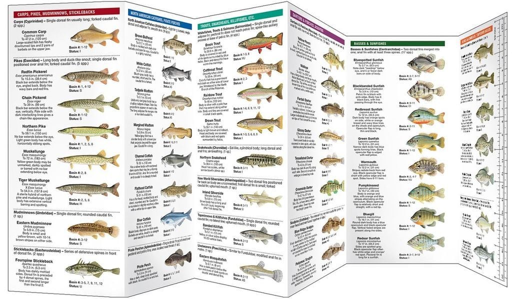 Maryland Freshwater Fishes (Pocket Naturalist® Guide)