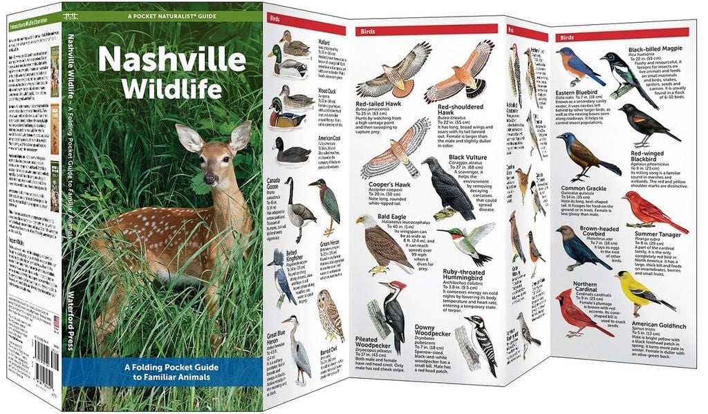 Nashville Wildlife (Pocket Naturalist® Guide)