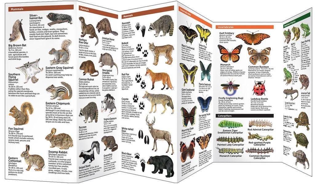 Nashville Wildlife (Pocket Naturalist® Guide)