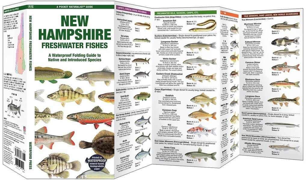 New Hampshire Freshwater Fishes (Pocket Naturalist® Guide)