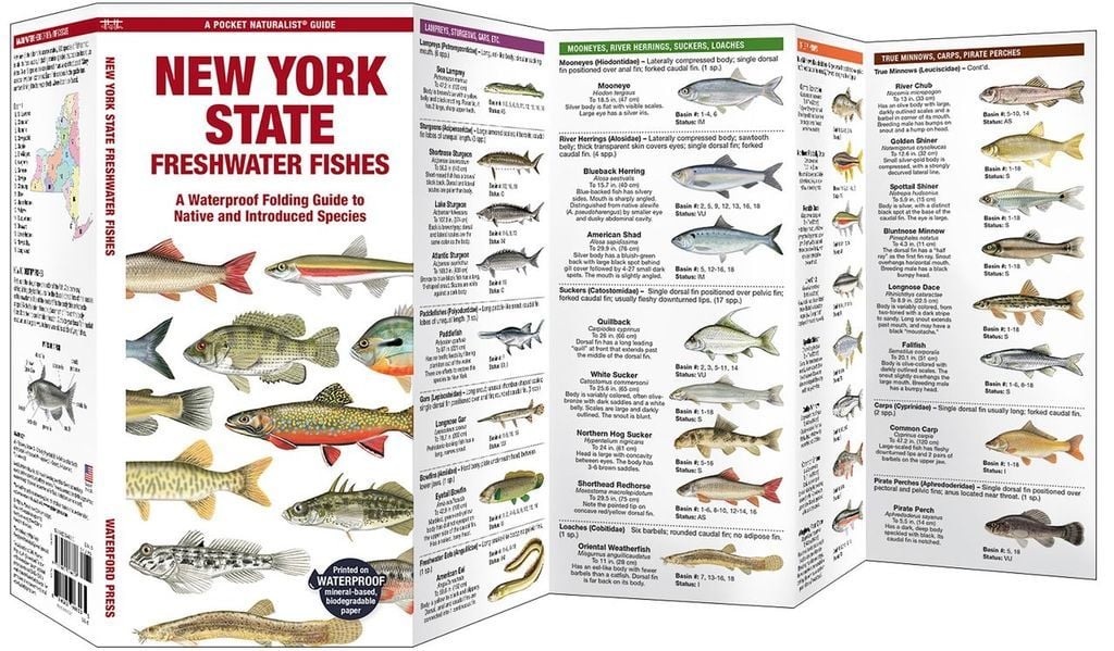 New York State Freshwater Fishes (Pocket Naturalist® Guide)