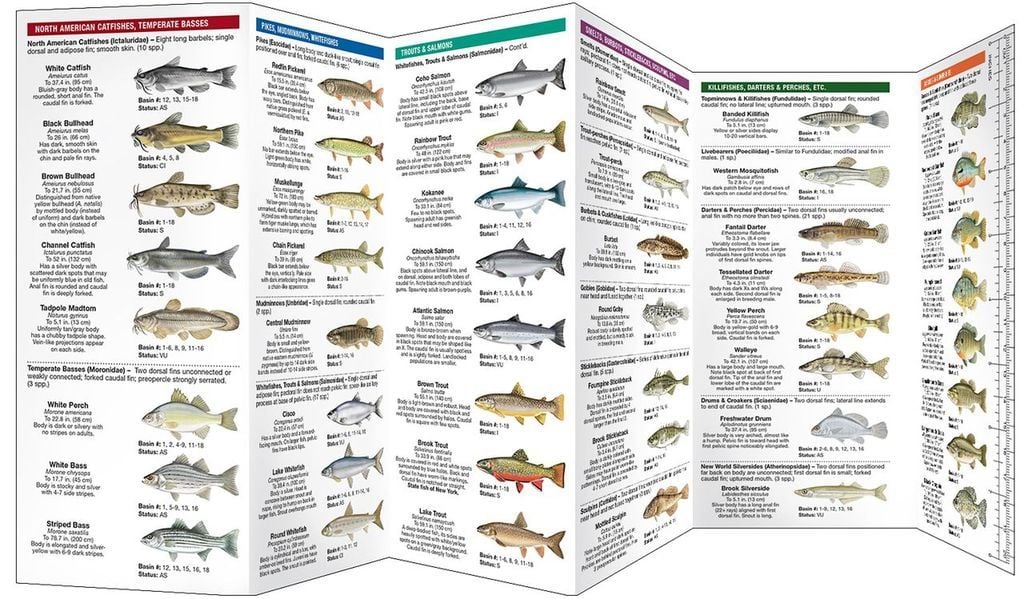 New York State Freshwater Fishes (Pocket Naturalist® Guide)