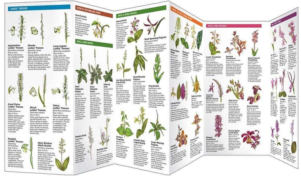 Native Orchids of North America (Pocket Naturalist® Guide)