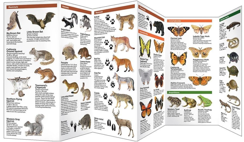 Portland Wildlife (Pocket Naturalist® Guide)