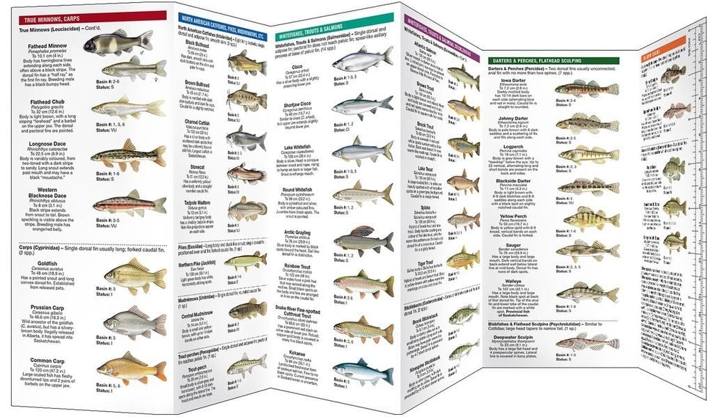 Saskatchewan Freshwater Fishes, 3rd Edition (Pocket Naturalist® Guide)