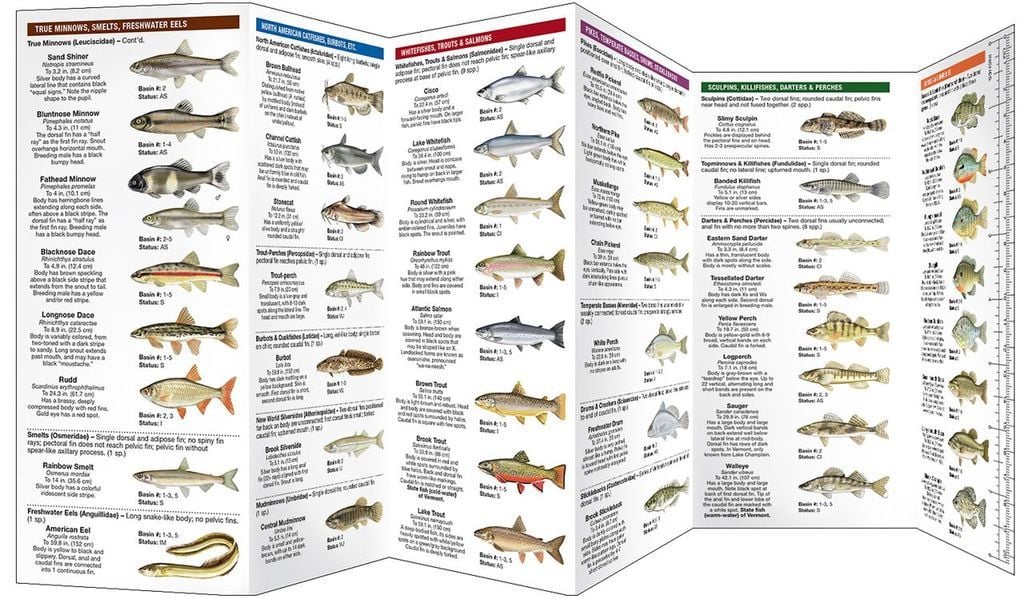 Vermont Freshwater Fishes (Pocket Naturalist® Guide)