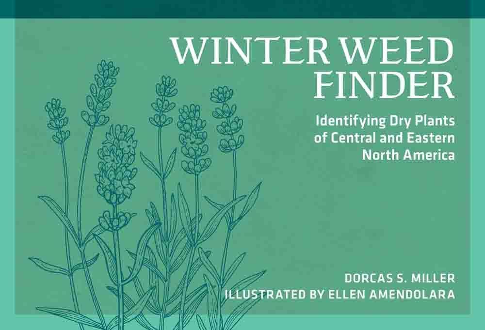 Winter Weed Finder: Identifying Dry Plants of Central and Eastern North ...