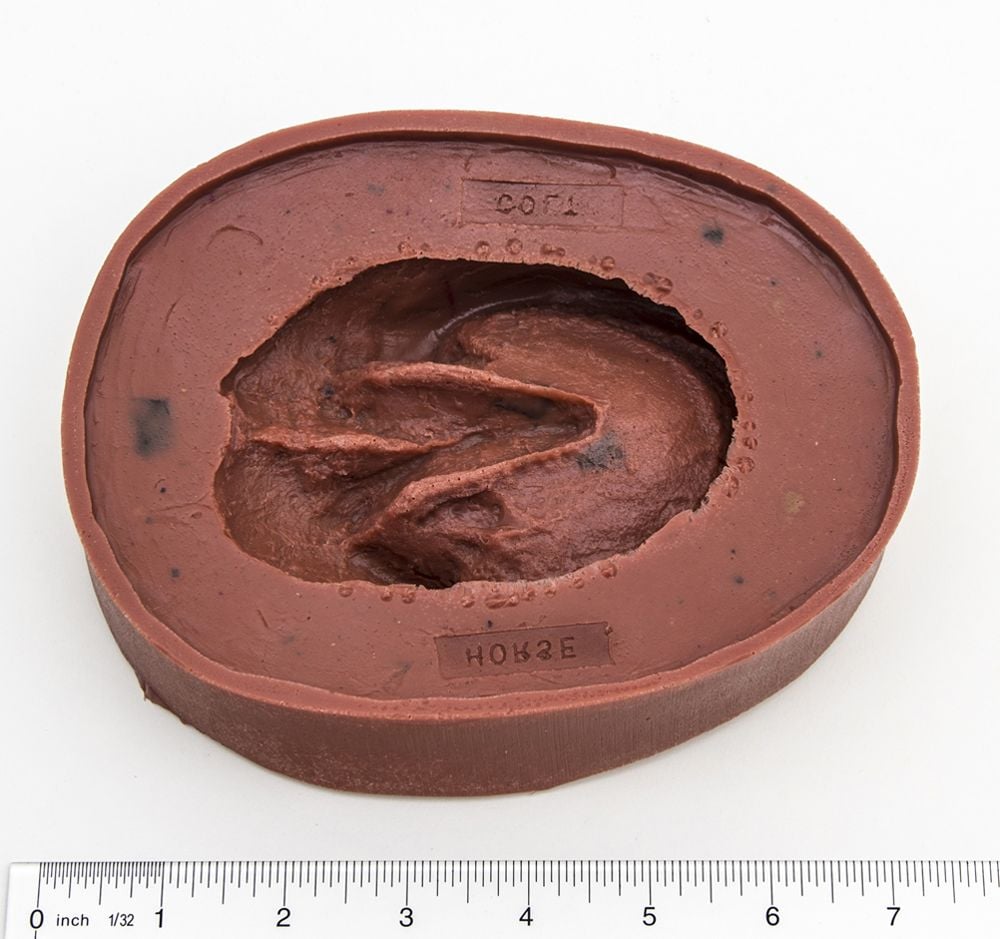 Horse Colt Track Mold