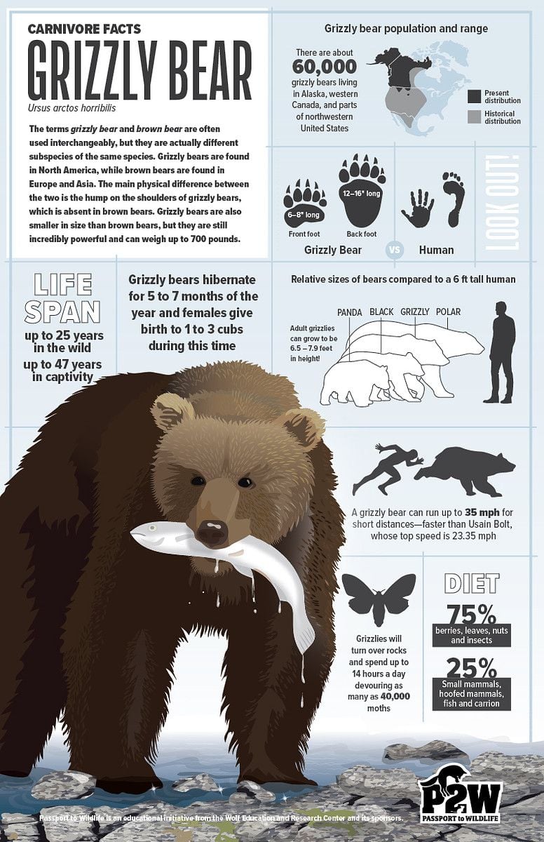 Grizzly Bear Facts Poster (Carnivore Facts Series)